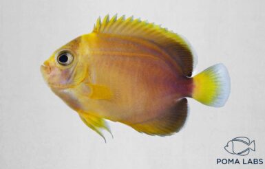 Yellow Blueline Angelfish is Another New Strain from Poma Labs | Reef ...