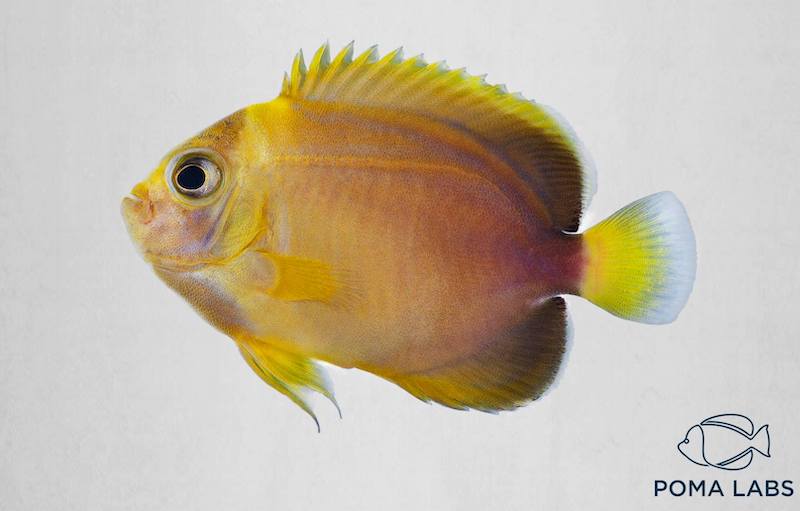 Yellow Blueline Angelfish is Another New Strain from Poma Labs | Reef ...
