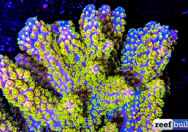 Tag: Acropora glauca | Reef Builders | The Reef and Saltwater Aquarium Blog