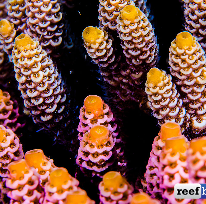 Behold the Reef of a 1000 Acro Millies! | Reef Builders | The Reef and ...