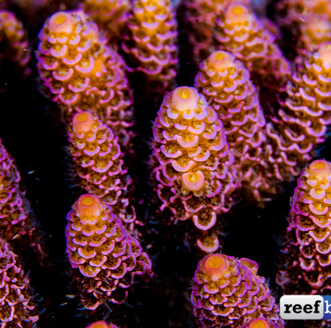 Behold the Reef of a 1000 Acro Millies! | Reef Builders | The Reef and ...