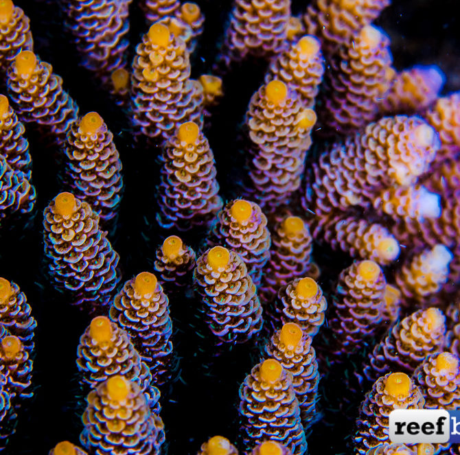 Behold the Reef of a 1000 Acro Millies! | Reef Builders | The Reef and ...