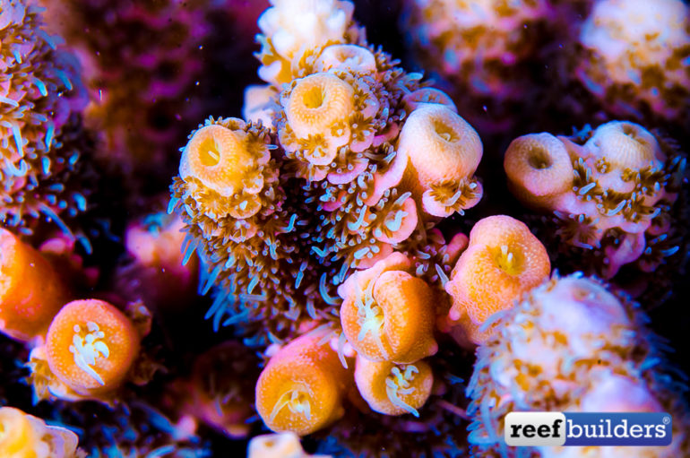 Behold the Reef of a 1000 Acro Millies! | Reef Builders | The Reef and ...