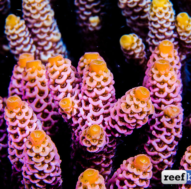 Behold the Reef of a 1000 Acro Millies! | Reef Builders | The Reef and ...