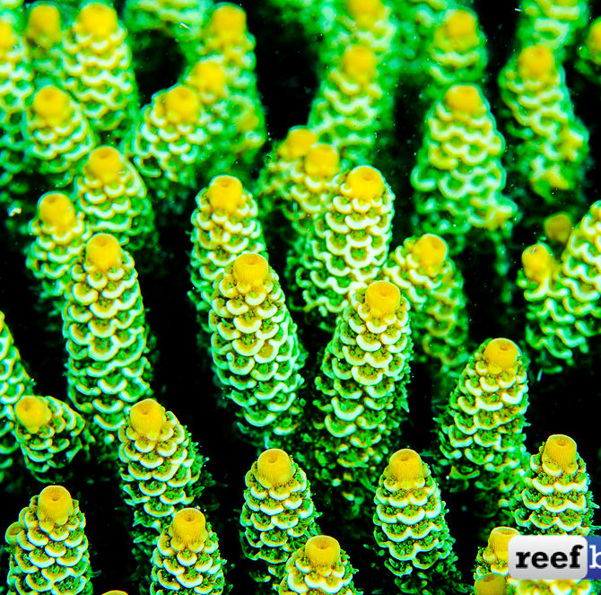 Behold the Reef of a 1000 Acro Millies! | Reef Builders | The Reef and ...