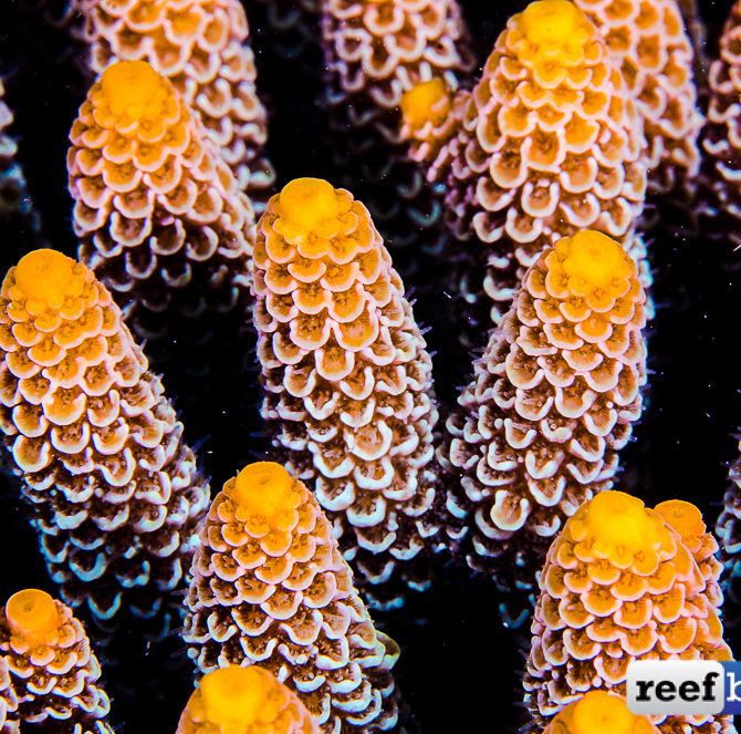 Behold the Reef of a 1000 Acro Millies! | Reef Builders | The Reef and ...