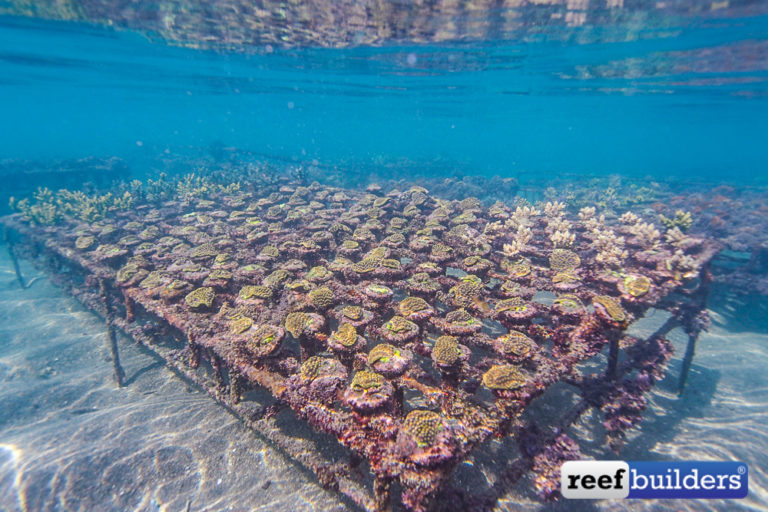 Coral Carpets Turns Sand Zones to Live Coral Nurseries | Reef Builders ...