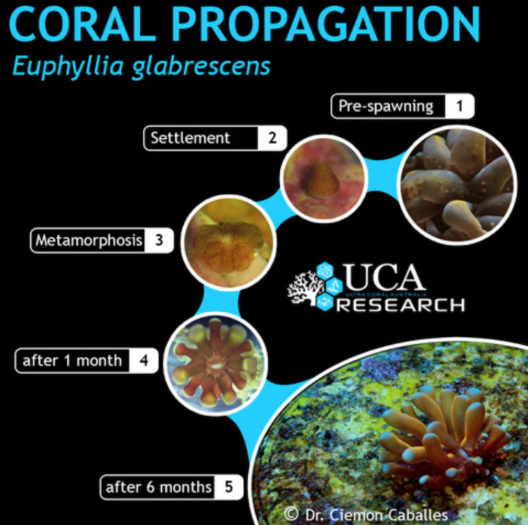 Another Successful Gold Torch Spawning Attempt from Ultra Coral ...