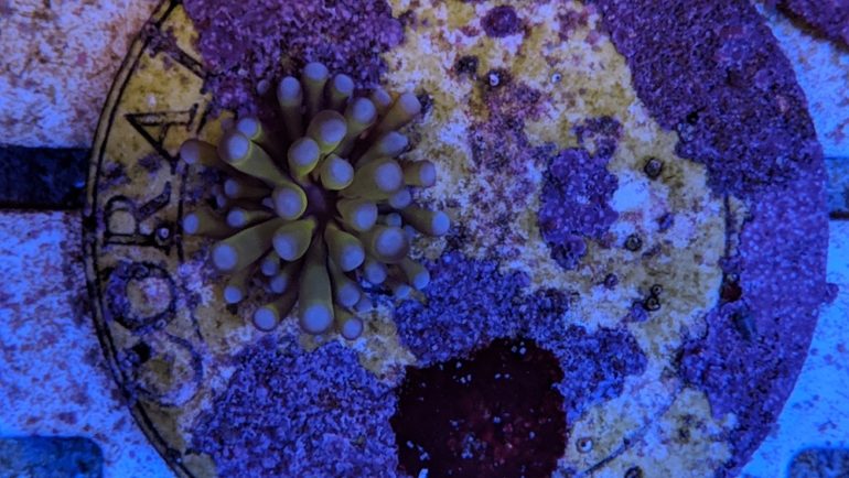 Another Successful Gold Torch Spawning Attempt from Ultra Coral ...