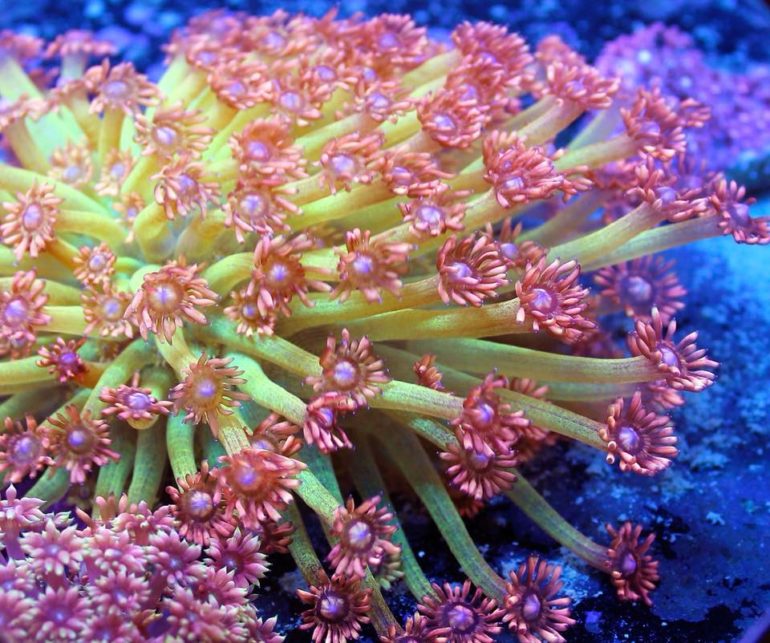 Flowerpot Corals & Everything You Need to Know For Success | Reef ...