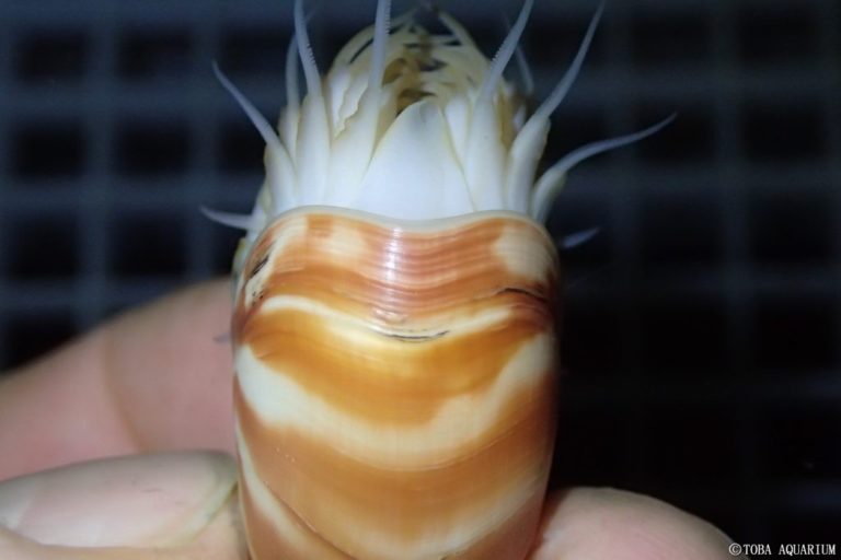 Baby Nautilus Born at Toba Aquarium, Japan | Reef Builders | The Reef ...