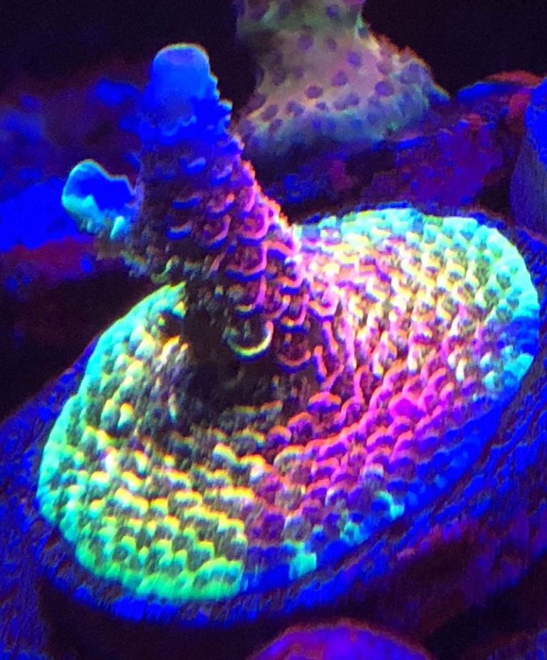 The Rainbow Splice Acropora Millepora from Reef Raft Canada | Reef ...