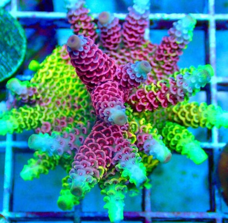 The Rainbow Splice Acropora Millepora from Reef Raft Canada | Reef ...