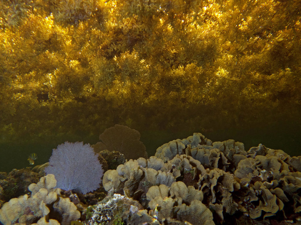 Huge Parts of the Caribbean Are Experiencing Massive Algae Blooms ...