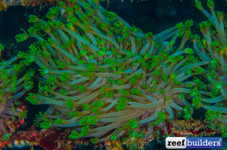 Alveopora are NOT a Flowerpot Coral After All! | Reef Builders | The ...