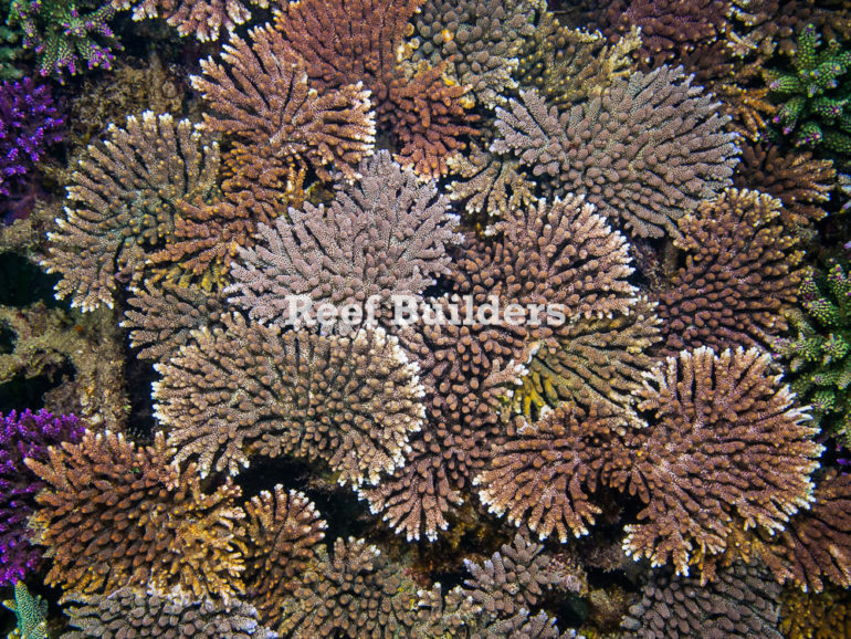 What is the Status of Indonesian Aquarium Corals? | Reef Builders | The ...