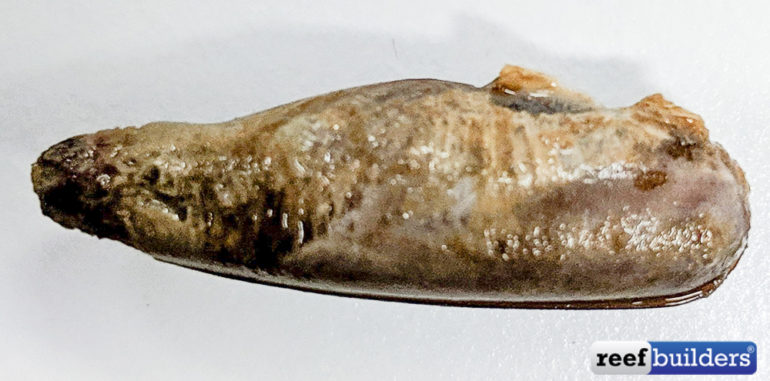 Boring Bivalves Can Eat Corals from the Inside! | Reef Builders | The ...