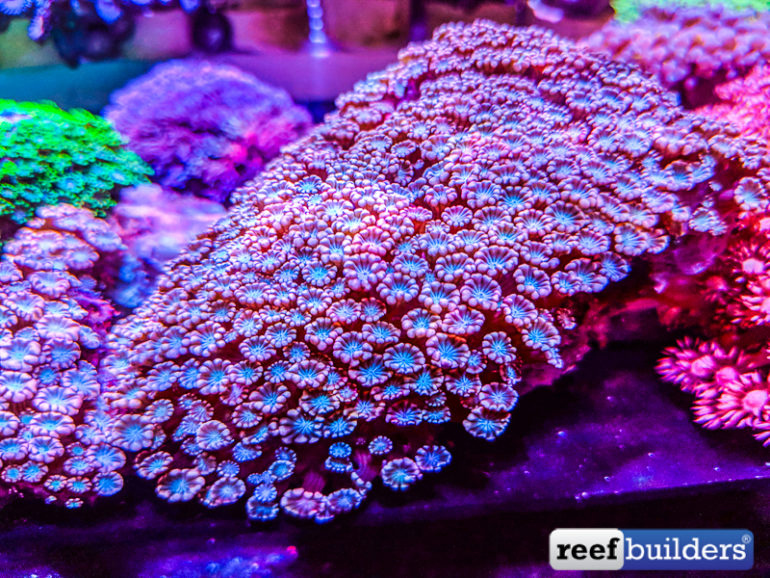 Alveopora are NOT a Flowerpot Coral After All! | Reef Builders | The ...