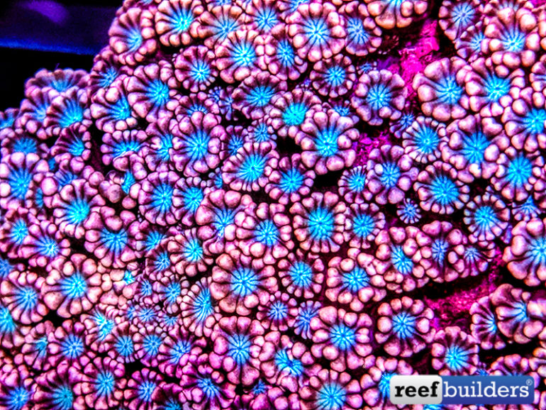 Alveopora are NOT a Flowerpot Coral After All! | Reef Builders | The ...