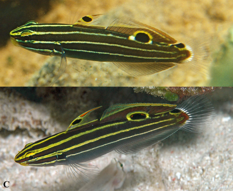 Red Sea’s New Nano Goby, Koumansetta hoesei | Reef Builders | The Reef ...