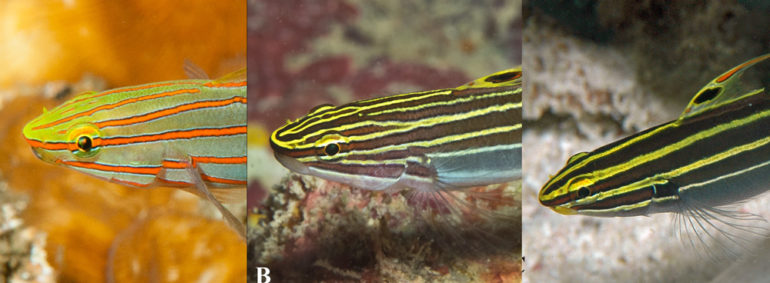Top 5 New Goby Species of 2019 | Reef Builders | The Reef and Saltwater ...