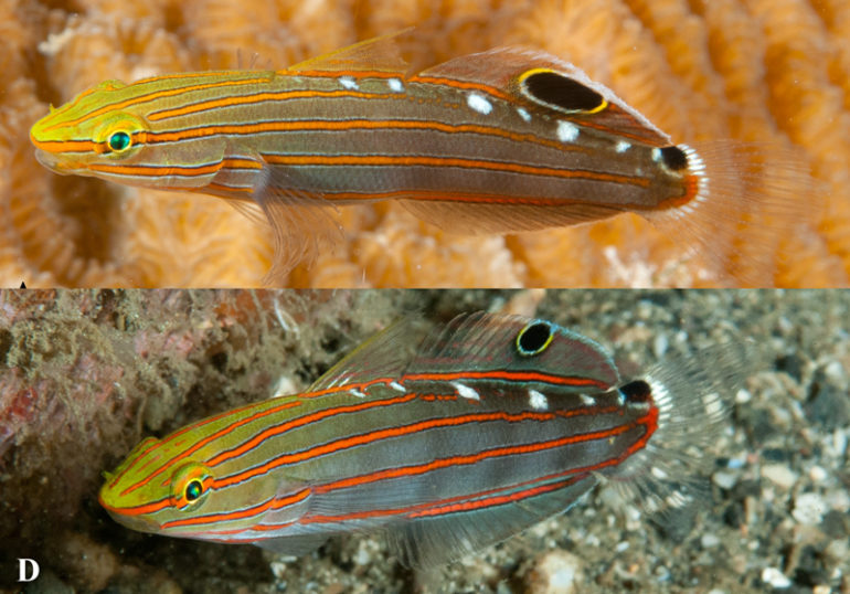 Red Sea’s New Nano Goby, Koumansetta hoesei | Reef Builders | The Reef ...