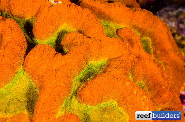 What Happened to the Symphyllia? | Reef Builders | The Reef and ...