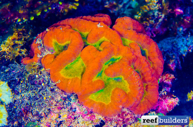 What Happened to the Symphyllia? | Reef Builders | The Reef and ...