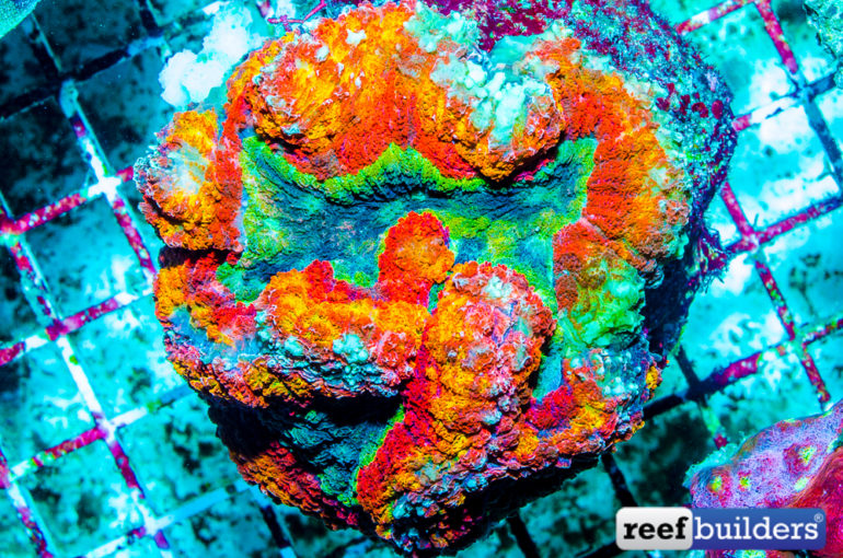 What Happened to the Symphyllia? | Reef Builders | The Reef and ...