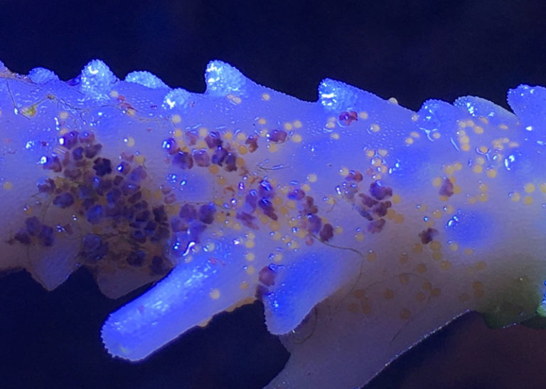 Is This a NEW Acro Eating Flatworm? | Reef Builders | The Reef and ...