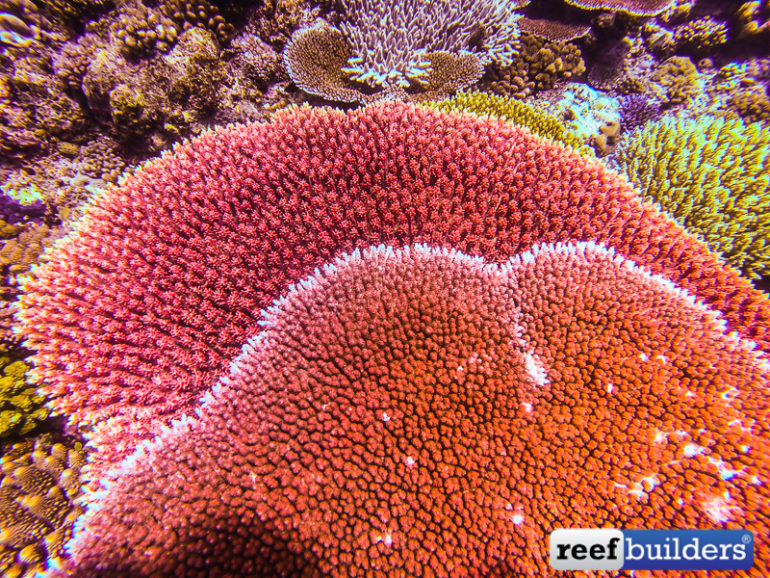 Understanding the Ideal Australian Coral Habitat | Reef Builders | The ...