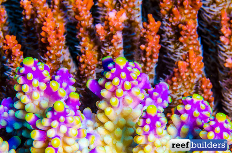 Understanding the Ideal Australian Coral Habitat | Reef Builders | The ...