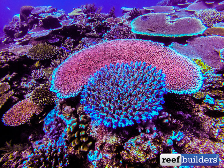 Understanding the Ideal Australian Coral Habitat | Reef Builders | The ...