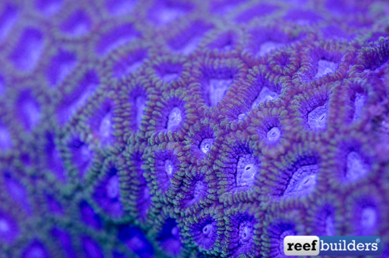 We’ve been on a coral ID course. Here’s why you should too. | Reef ...