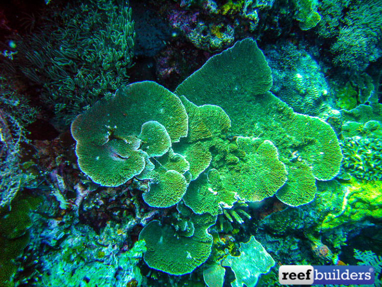 Montipora Identification 1.1: A Guide to the Plating and Laminar ...