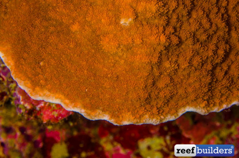 Montipora Identification 1.1: A Guide to the Plating and Laminar ...