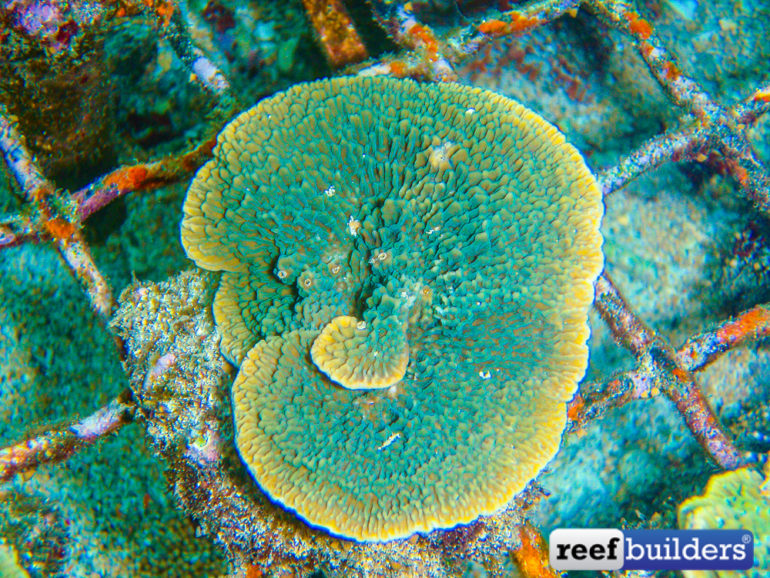 Montipora Identification 1.1: A Guide to the Plating and Laminar ...