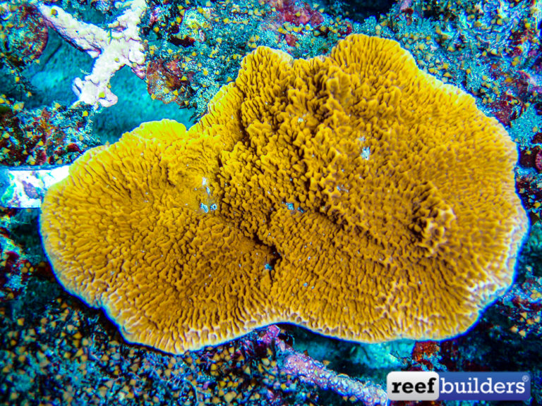 Montipora Identification 1.1: A Guide to the Plating and Laminar ...