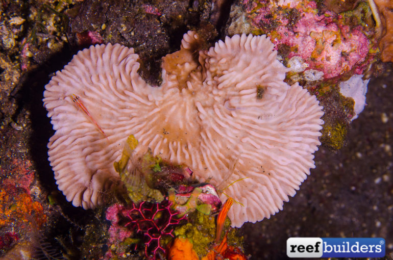 Montipora Identification 1.1: A Guide to the Plating and Laminar ...