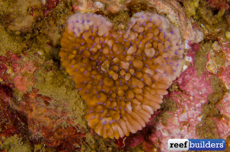 Montipora Identification 1.1: A Guide to the Plating and Laminar ...