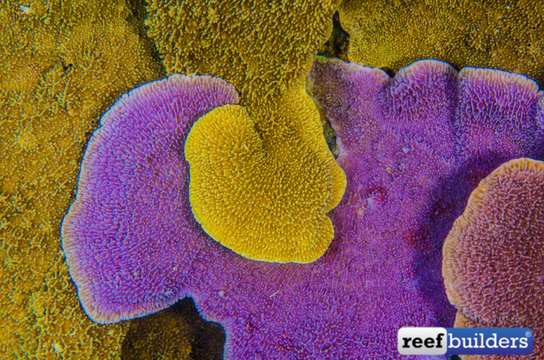 Montipora Identification 1.1: A Guide to the Plating and Laminar ...