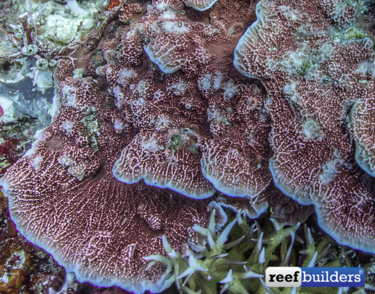 Montipora Identification 1.1: A Guide to the Plating and Laminar ...