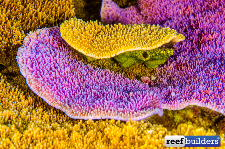 Montipora Identification 1.1: A Guide to the Plating and Laminar ...