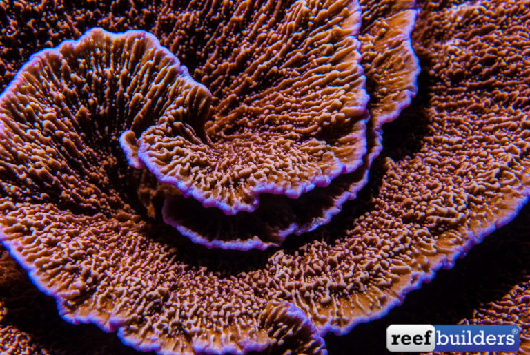 Montipora Identification 1.1: A Guide to the Plating and Laminar ...