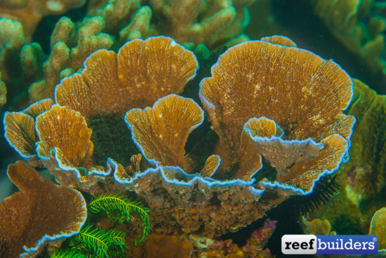 Montipora Identification 1.1: A Guide to the Plating and Laminar ...