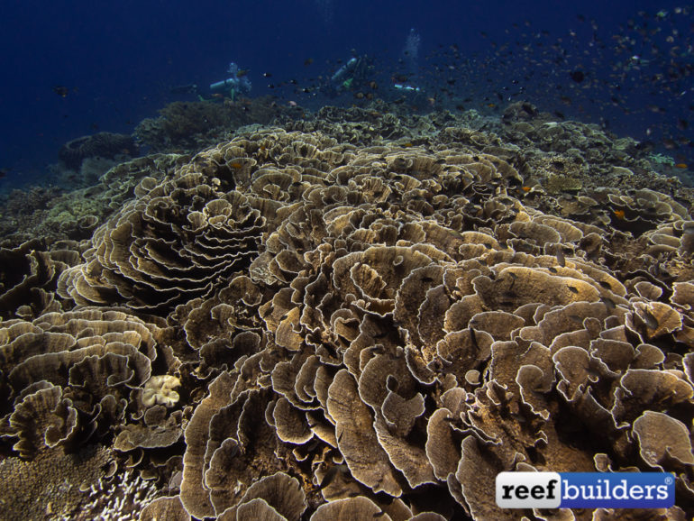 Montipora Identification 1.1: A Guide to the Plating and Laminar ...