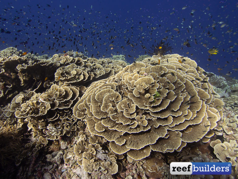 Montipora Identification 1.1: A Guide to the Plating and Laminar ...