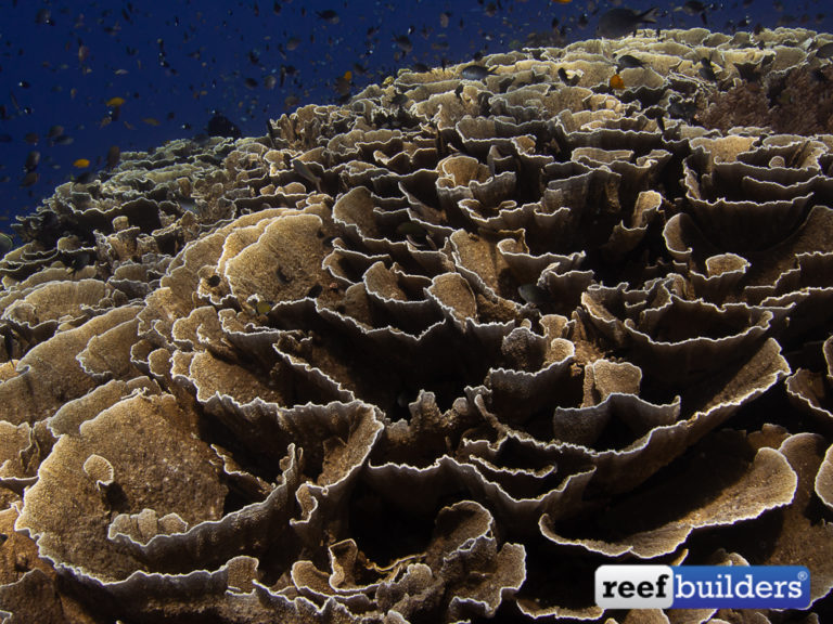 Montipora Identification 1.1: A Guide to the Plating and Laminar ...