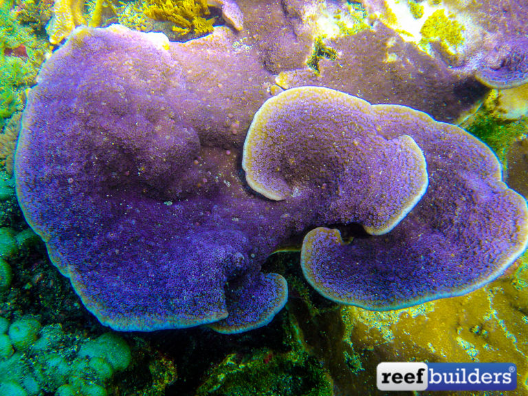 Montipora Identification 1.1: A Guide to the Plating and Laminar ...