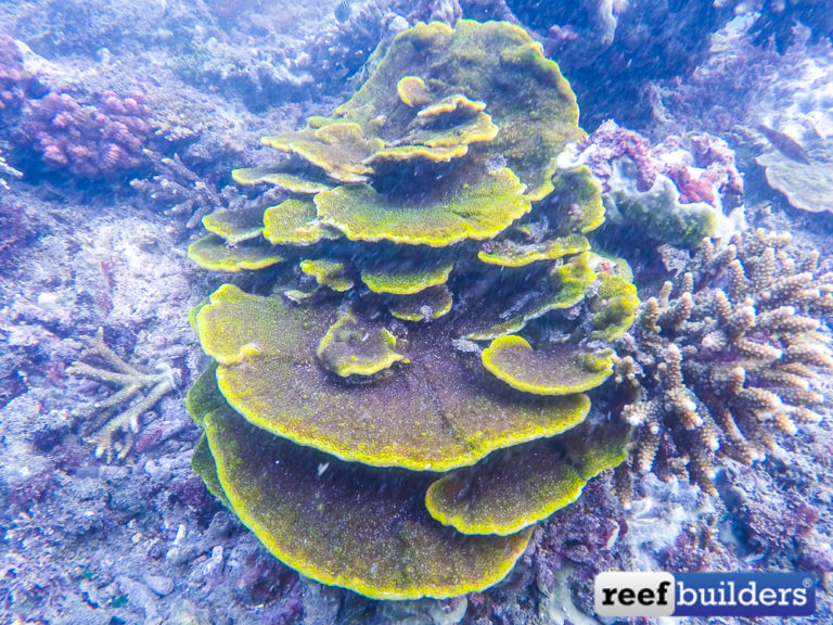 Montipora Identification 1.1: A Guide to the Plating and Laminar ...